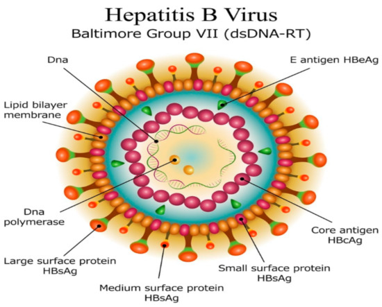 Chronicles of HBV and the Road to HBV Cure