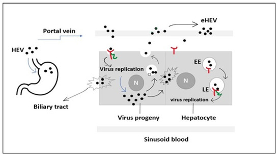 Hepatitis E Virus: Epidemiology, Clinical Aspects, and Its Significance ...
