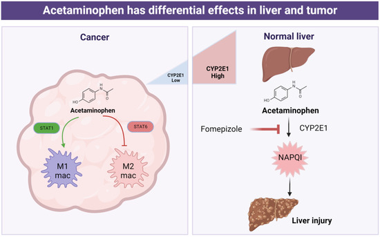 High-Dose Acetaminophen as a Treatment for Cancer