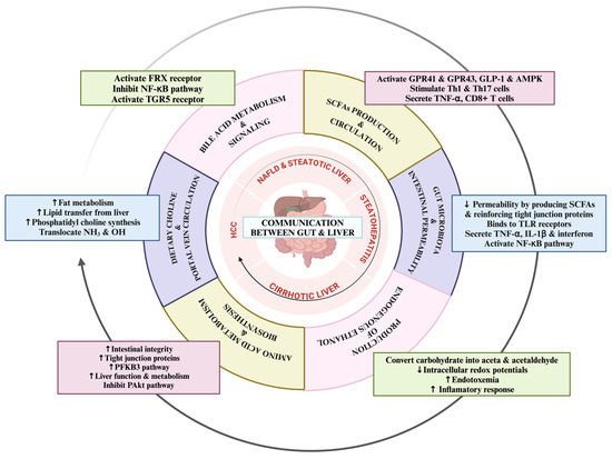 Deciphering the Gut–Liver Axis: A Comprehensive Scientific Review of Non-Alcoholic Fatty Liver ...