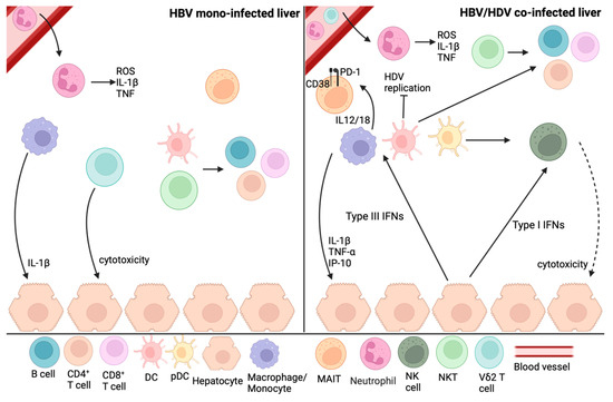 Intrinsic Immune Response of HBV/HDV-Infected Cells and Corresponding ...