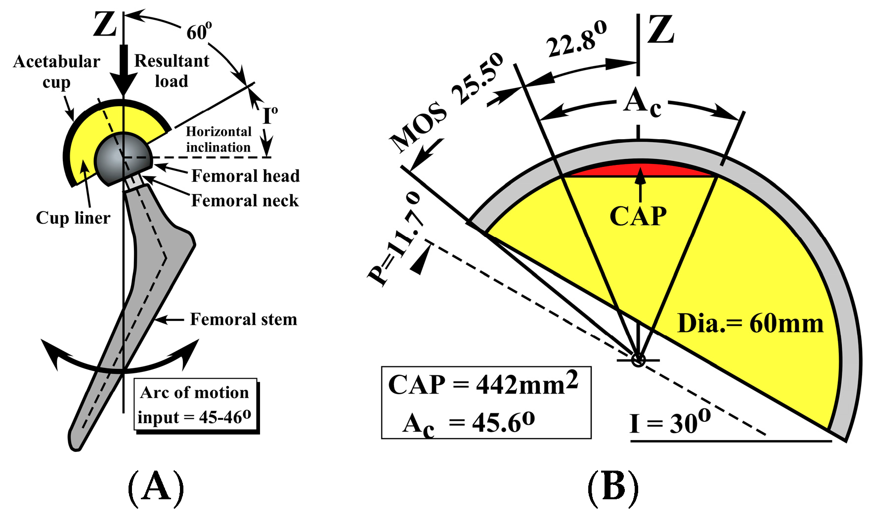 Lubricants | Free Full-Text | Acetabular Cups in 60 mm Metal-on-Metal ...