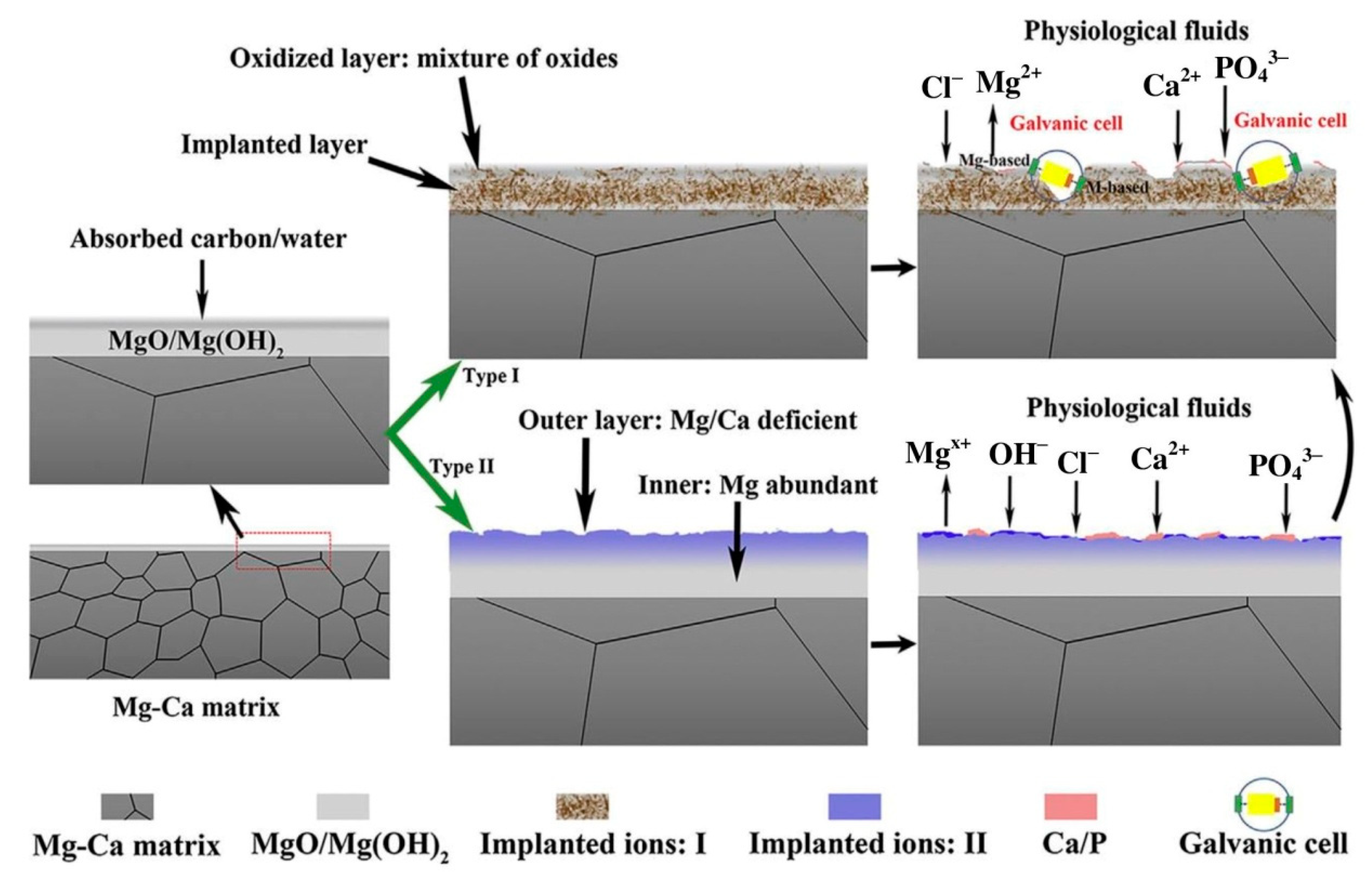 Improved In Vitro and In Vivo Corrosion Resistance of Mg and Mg Alloys ...