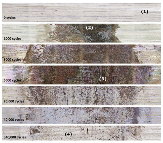 Wear Development in Oscillating Rolling Element Bearings