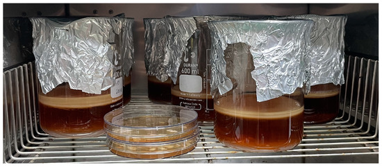 Friction and Wear Characteristics of Bacterial Cellulose Modified by ...