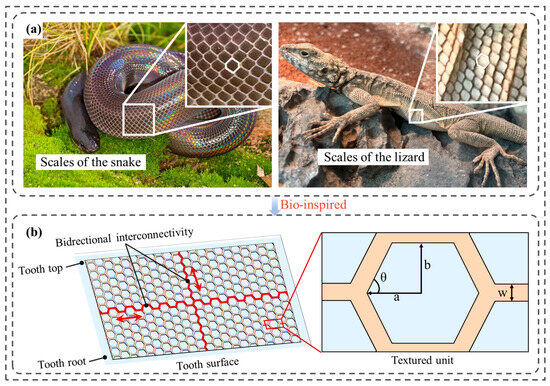 Biomimetic Hexagonal Texture with Dual-Orientation Groove ...