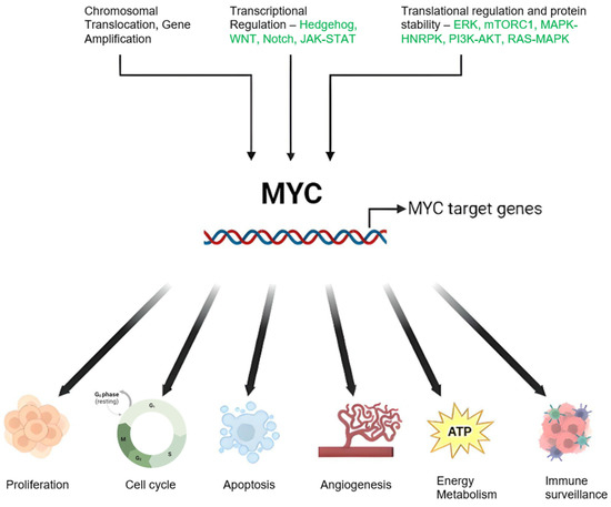 Translocation Tales: Unraveling the MYC Deregulation in Burkitt ...