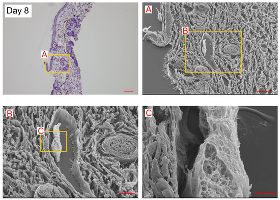 Scanning Electron Microscopy Analysis of Lymphatic Regeneration in a ...