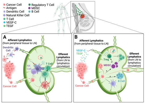 Cancer Metastasis Through the Lymphatics: Invasion and Dissemination