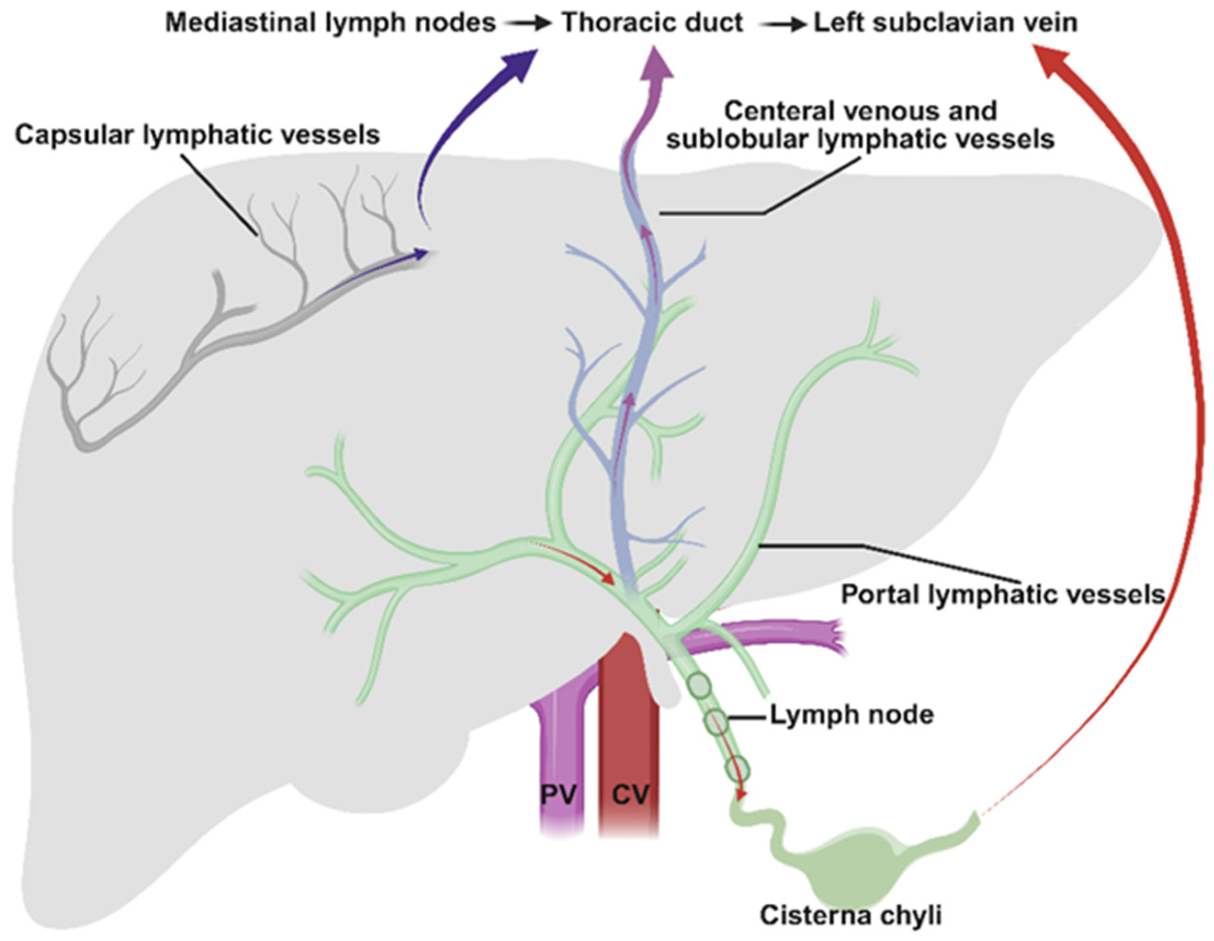 Hepatic Lymphatic System and Its Current Understanding in Liver-Related ...