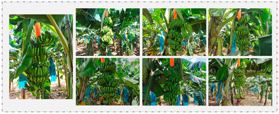 A Method of Fast Segmentation for Banana Stalk Exploited Lightweight Multi-Feature Fusion Deep ...