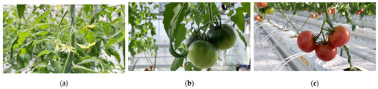 Tracking and Counting of Tomato at Different Growth Period Using an ...