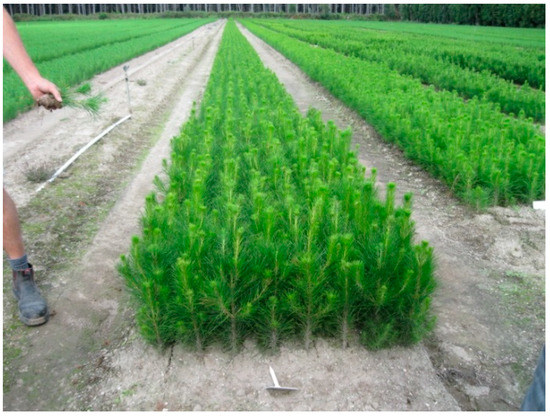 Development and Experimental Analysis of a Pneumatic Based Dibbling ...