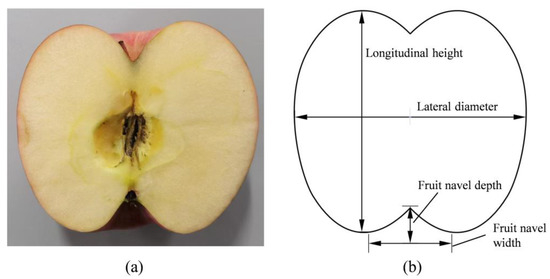 Design and Experiment of Apple Foam Net Sleeve Packaging Machine with ...