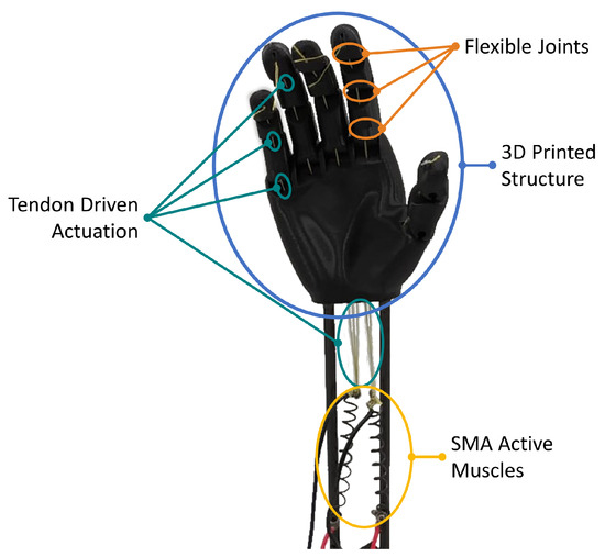 Machines | Free Full-Text | Modeling and Application of an SMA-Actuated Lightweight Human ...