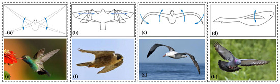 The Coupled Wing Morphing of Ornithopters Improves Attitude Control and ...