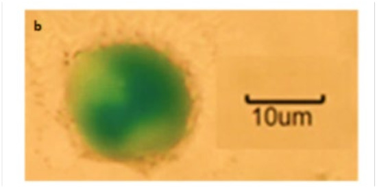 Macromol | An Open Access Journal from MDPI