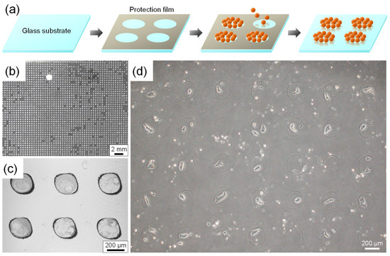 Easy Cell Detachment and Spheroid Formation of Induced Pluripotent Stem ...