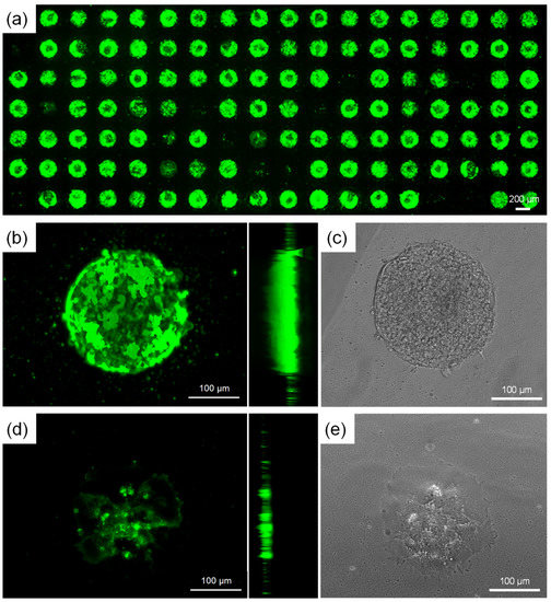 Macromol | Free Full-Text | Easy Cell Detachment and Spheroid Formation ...