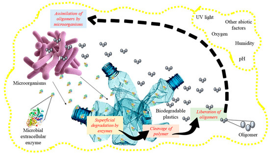 Biodegradation of Polymers: Stages, Measurement, Standards and Prospects