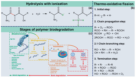 Biodegradation of Polymers: Stages, Measurement, Standards and Prospects