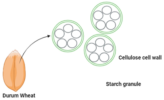 Non-Conventional Starches: Properties and Potential Applications in ...