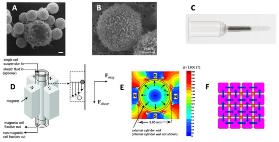 Basic Principles and Recent Advances in Magnetic Cell Separation