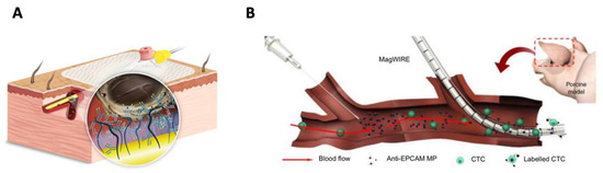 Basic Principles and Recent Advances in Magnetic Cell Separation