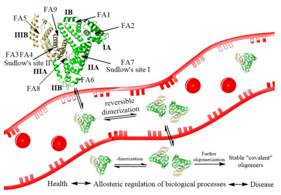Serum Albumin for Magnetic Nanoparticles Coating