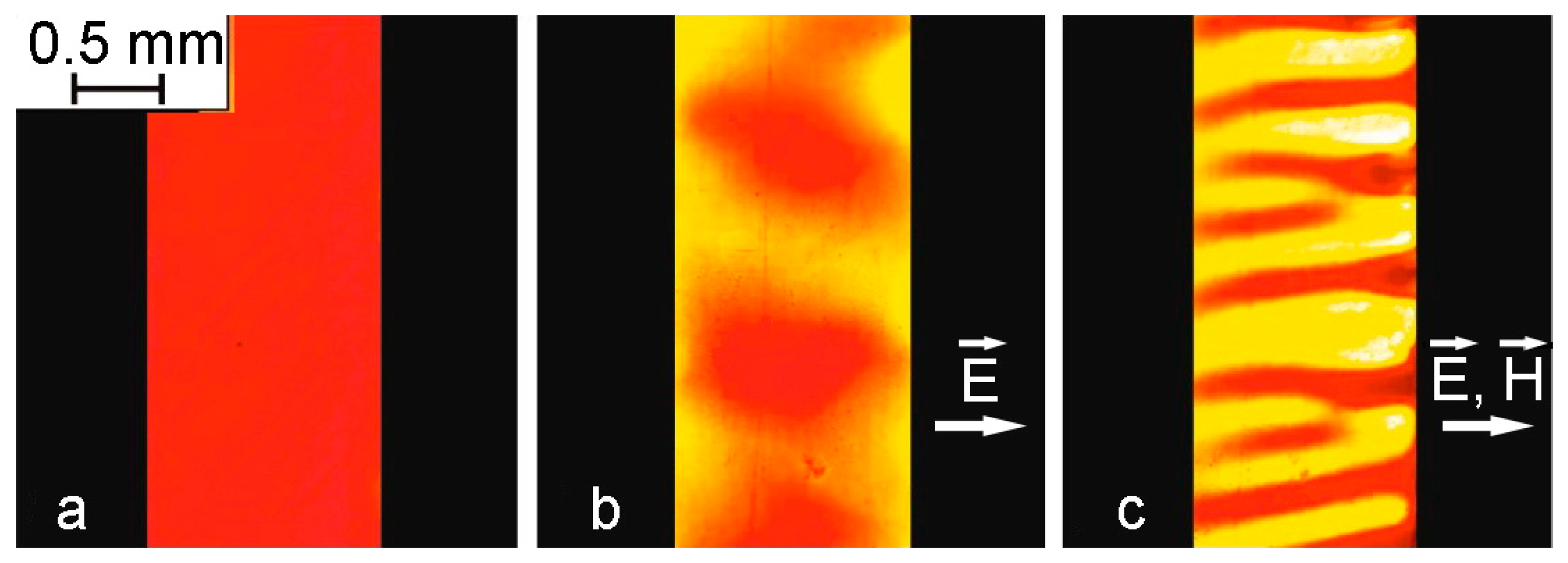 The Influence of Magnetic Fields on Electrophoretic Processes in ...