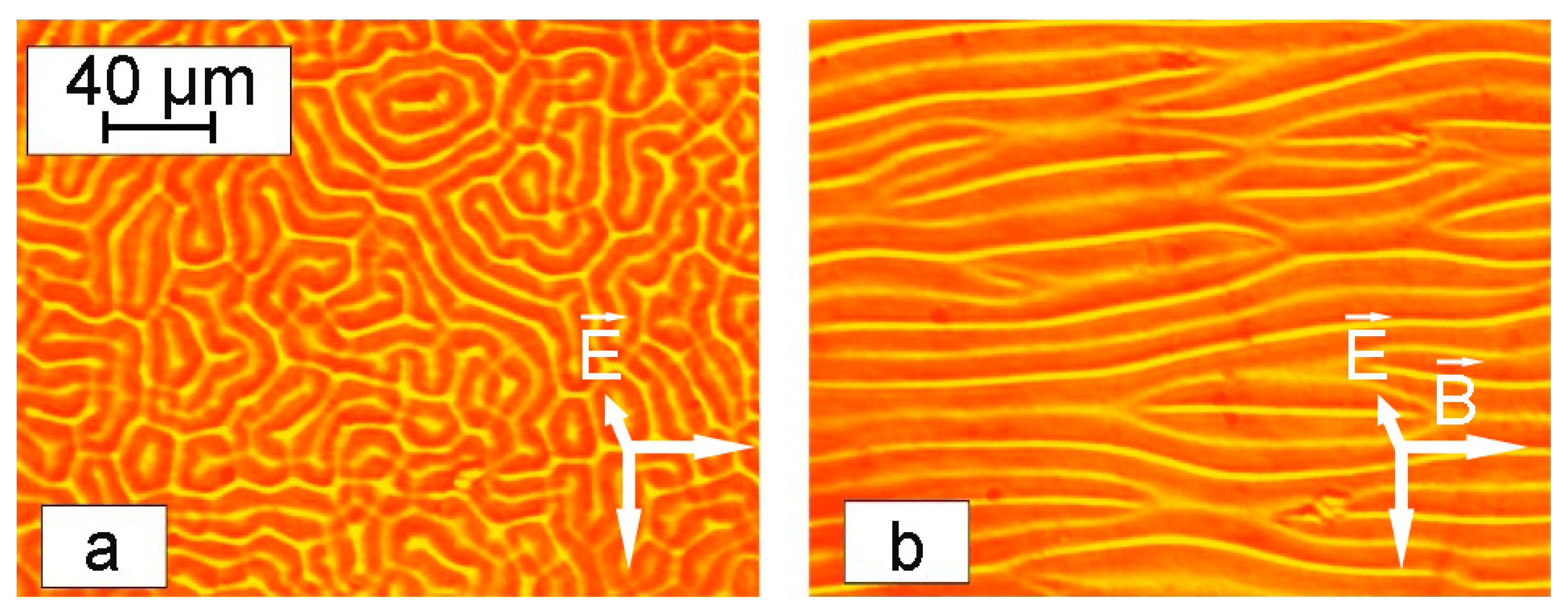 The Influence of Magnetic Fields on Electrophoretic Processes in ...