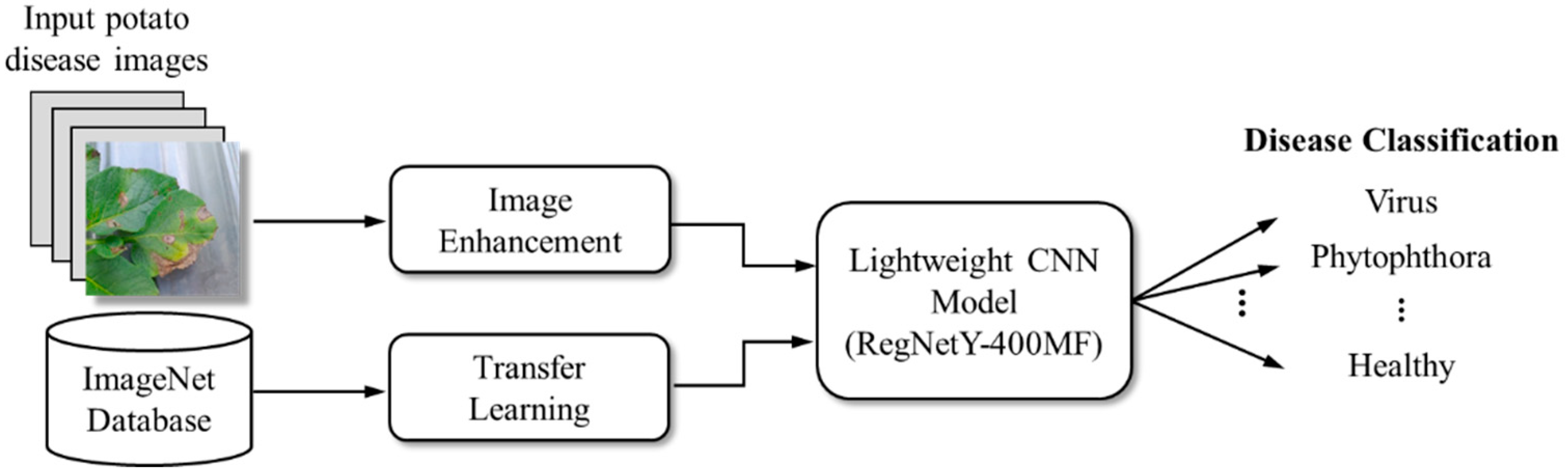 Potato Leaf Disease Detection Based on a Lightweight Deep Learning Model