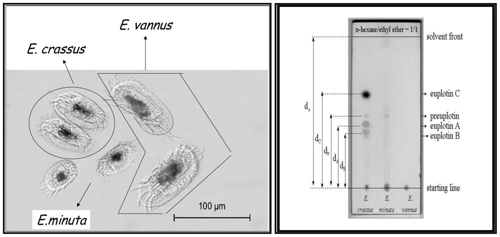 Structures, Biological Activities and Phylogenetic Relationships of ...
