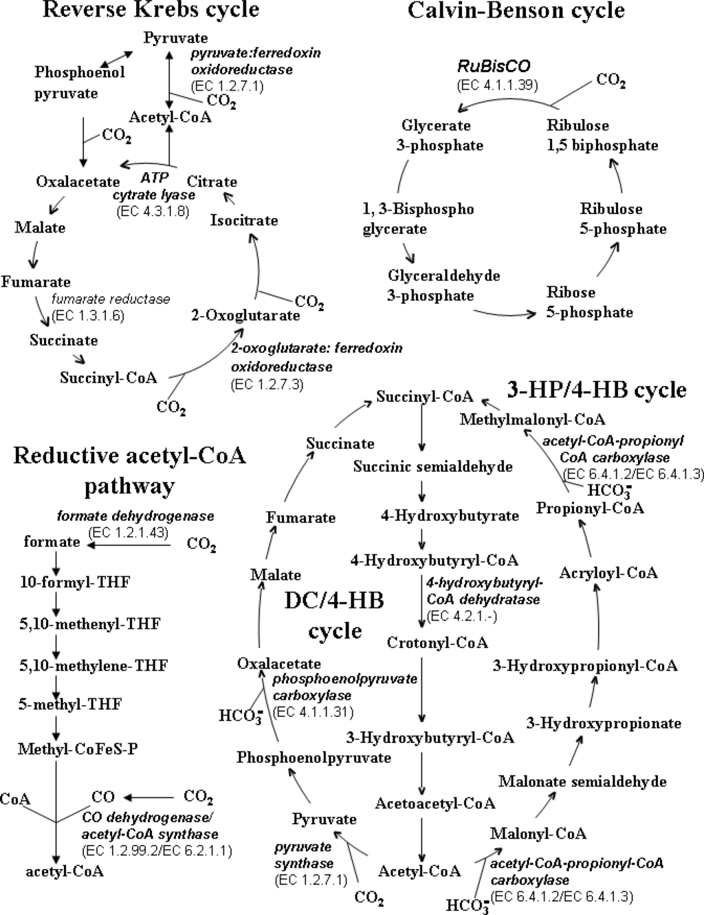 Pyrolobus Fumarii Characteristics
