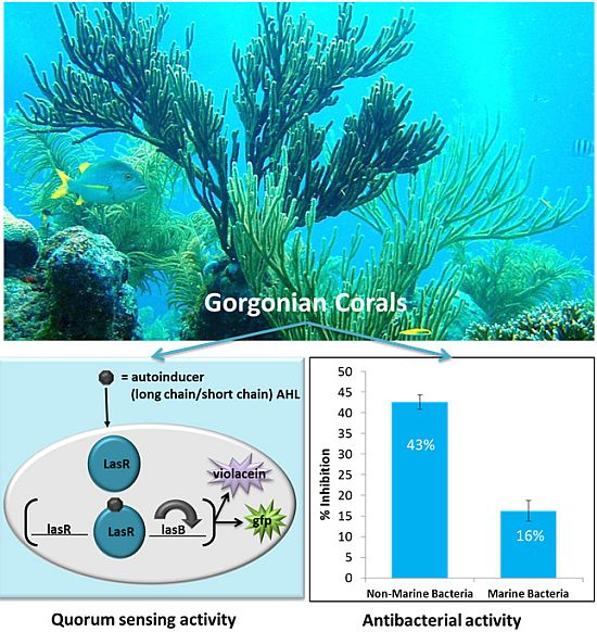 Marine Drugs | Special Issue : Marine Antibiotics