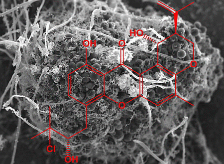 Marine Drugs | Free Full-Text | New Prenylxanthones from the Deep-Sea ...