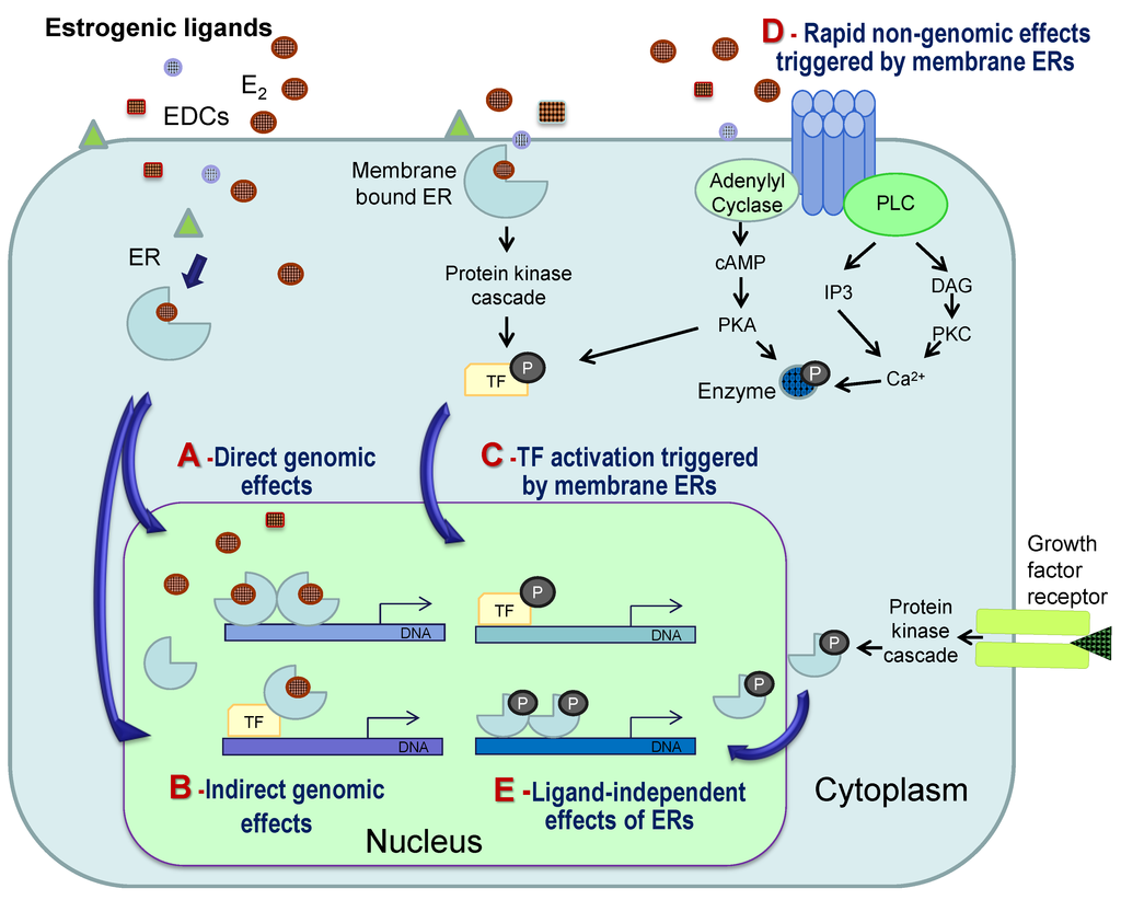 Effects of Estrogens and Estrogenic Disrupting Compounds on Fish ...