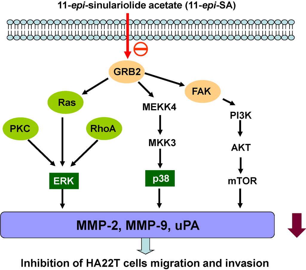 11-epi-Sinulariolide Acetate Reduces Cell Migration and Invasion of ...