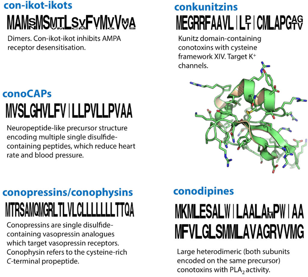 Conotoxin Gene Superfamilies