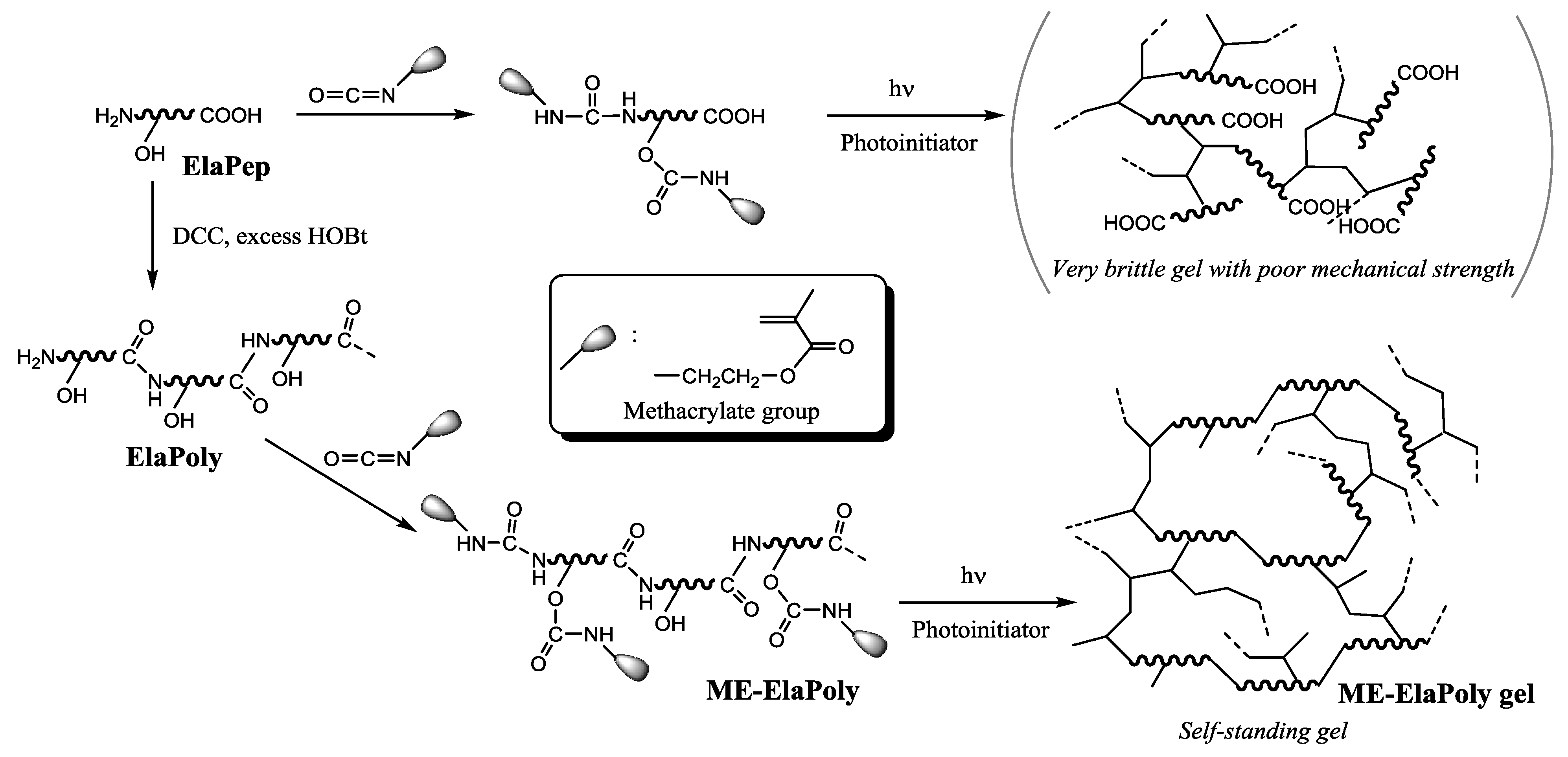 Preparation of Photocrosslinked Fish Elastin Polypeptide ...