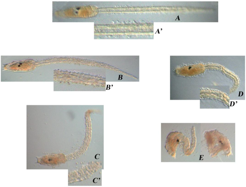 Marine Drugs | Free Full-Text | Ciona intestinalis as a Marine Model ...