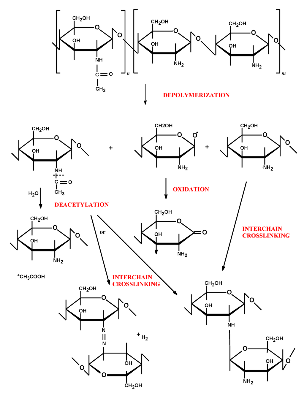 Stability of Chitosan—A Challenge for Pharmaceutical and Biomedical ...