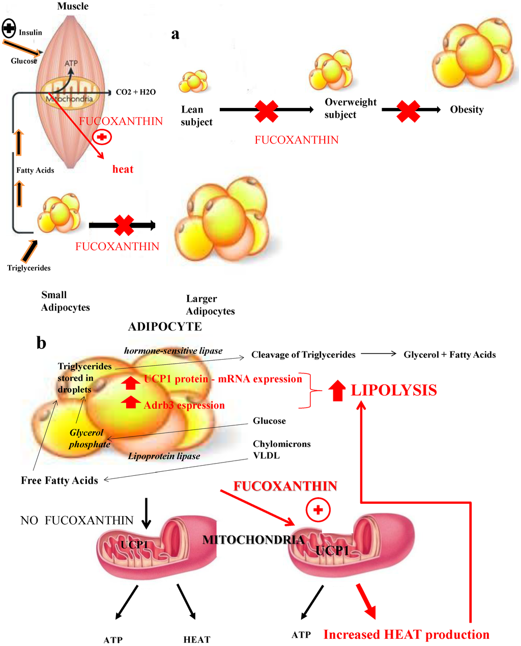 Marine Drugs | Free Full-Text | Anti-Obesity Activity of the Marine Carotenoid Fucoxanthin