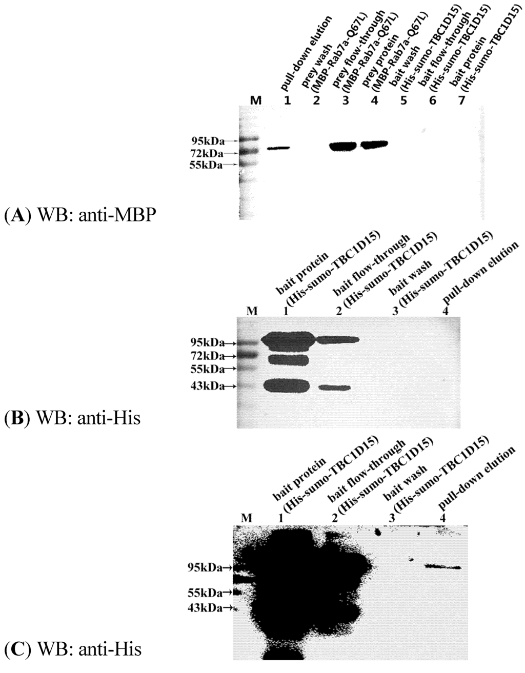 A New Member of the TBC1D15 Family from Chiloscyllium plagiosum: Rab ...