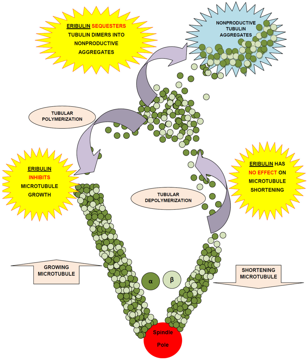 Marine Drugs | Free Full-Text | Eribulin in Cancer Treatment