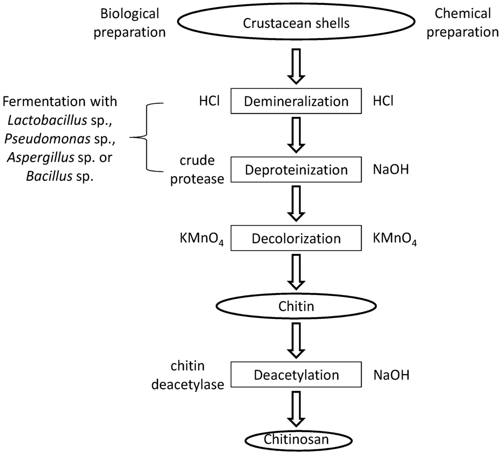 Marine Drugs | Free Full-Text | Chitosan: An Update on Potential ...