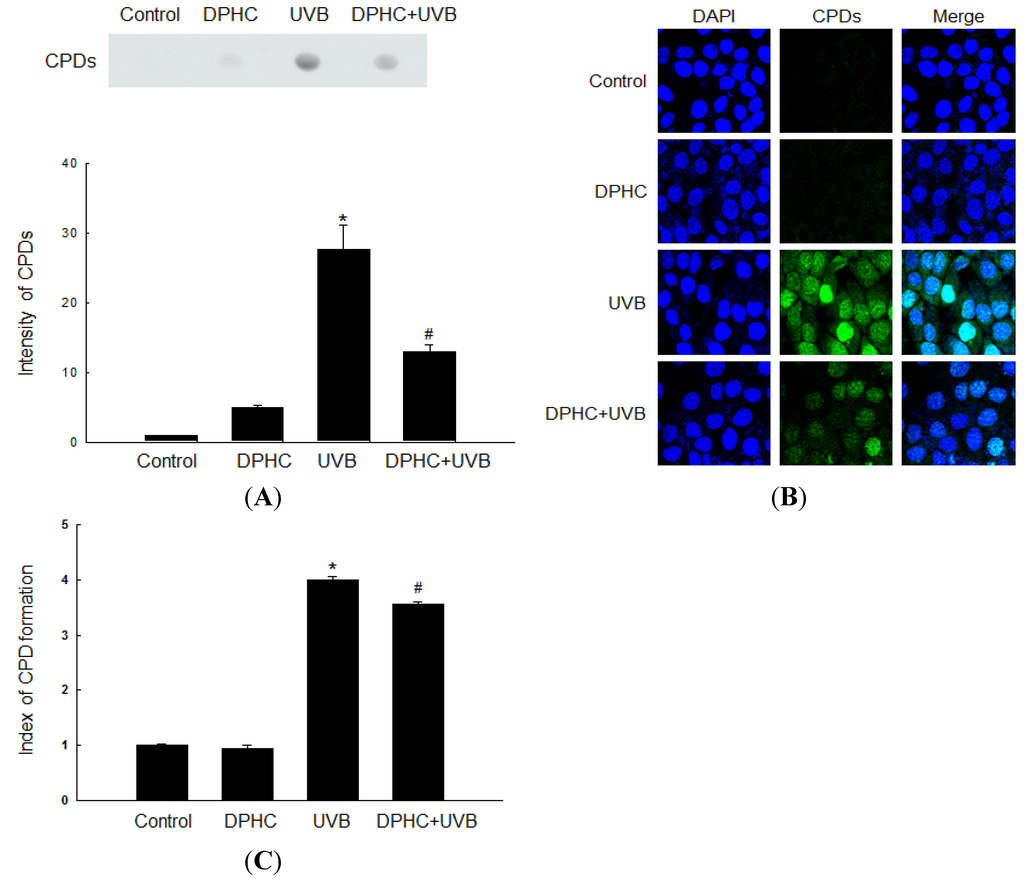 Protective Effect of Diphlorethohydroxycarmalol against Ultraviolet B ...