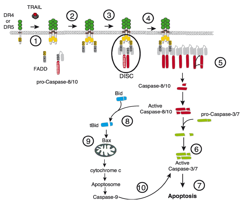 Marine Drugs | Free Full-Text | Marine Drugs Regulating Apoptosis Induced by Tumor Necrosis ...
