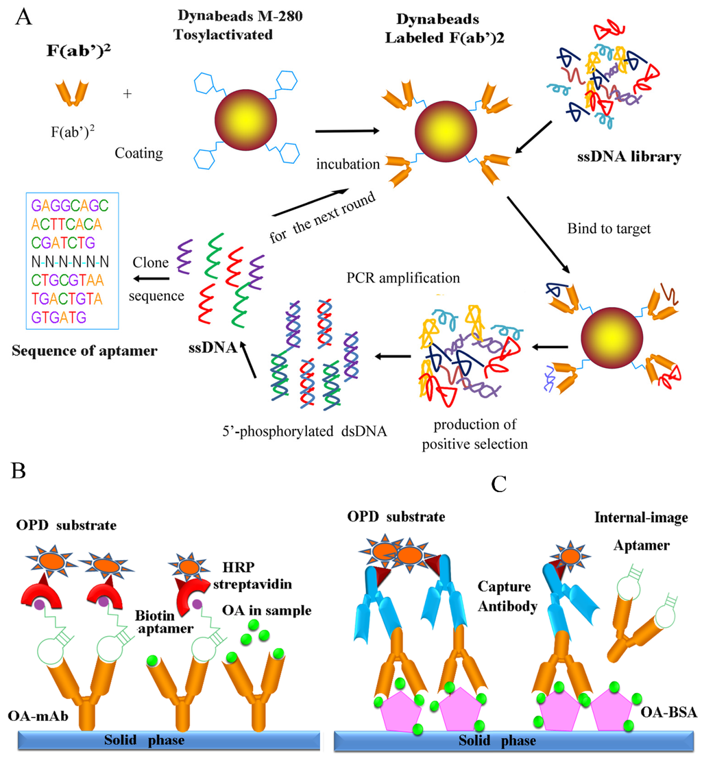Marine Drugs | Free Full-Text | Generation of Internal-Image Functional ...