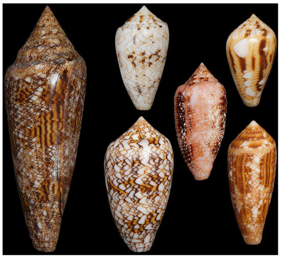The Venom Repertoire of Conus gloriamaris (Chemnitz, 1777), the Glory ...